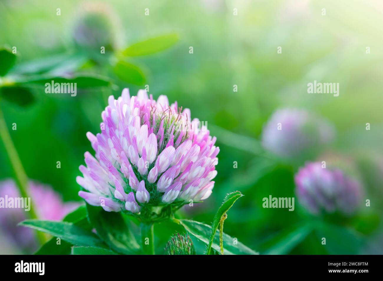 Red clover close-up on a green background.meadow flower. Valuable ...