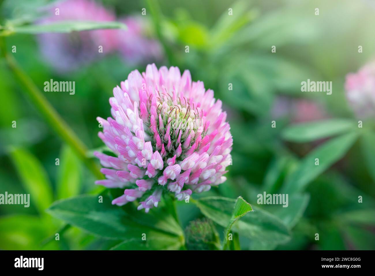 Red clover on a green background.meadow flower. Valuable forage and ...