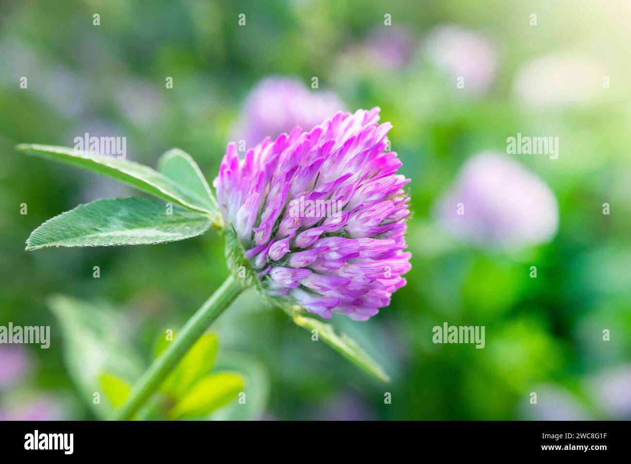 Red clover.meadow flower. Valuable forage and medicinal plant. Women's ...