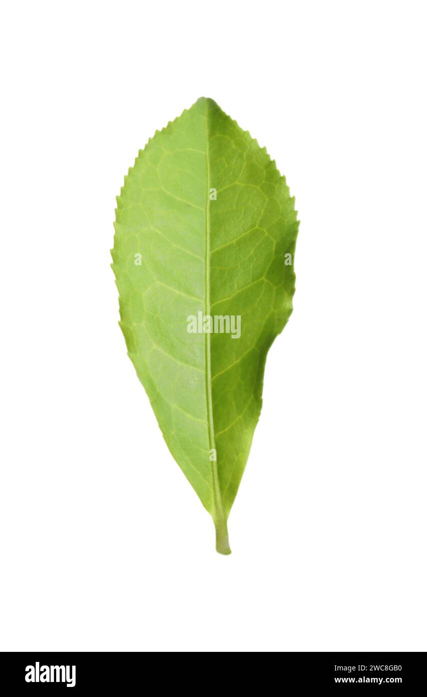 Fresh green tea leaf Cut Out Stock Images & Pictures - Alamy