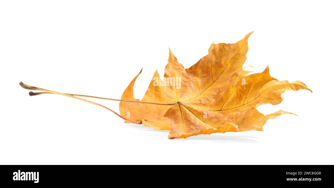 Fall season organic Cut Out Stock Images & Pictures - Alamy