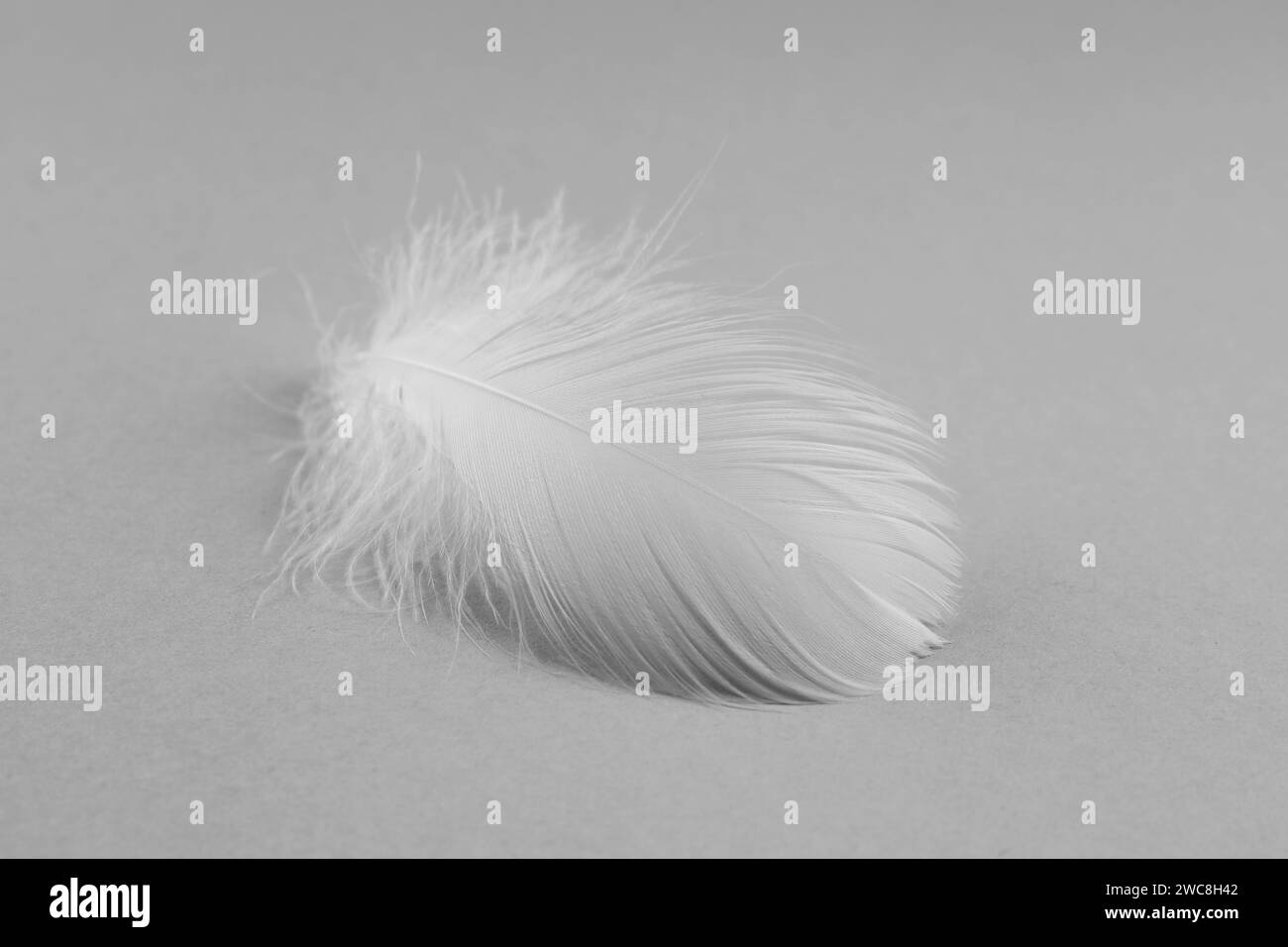 Fluffy white feather on light grey background, closeup Stock Photo - Alamy