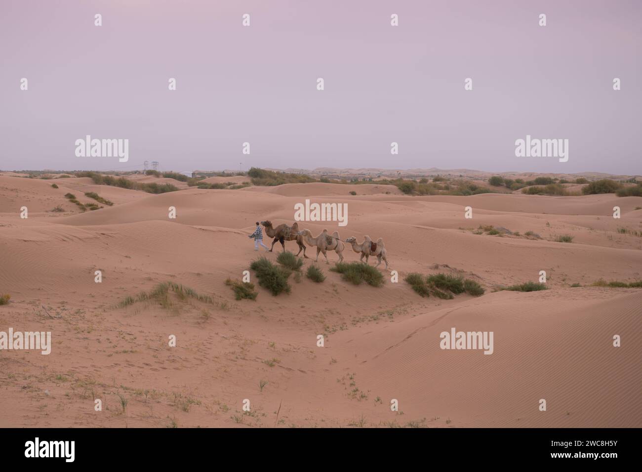 Caravan of camels. Kubuqi desert, Xiangshawan Resort, Inner Mongolia ...