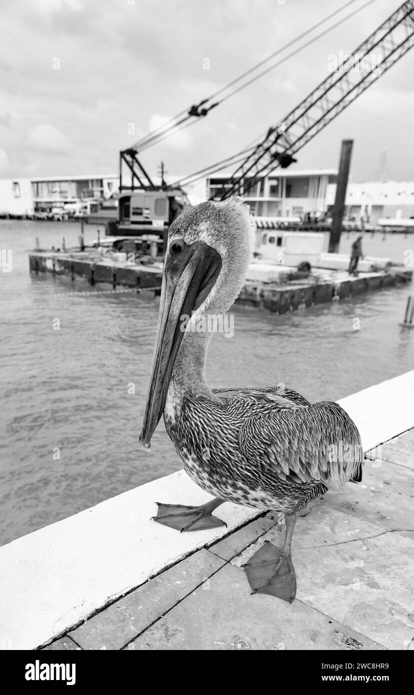 pelican bird with beak and grey feather. pelican bird with beak in ...