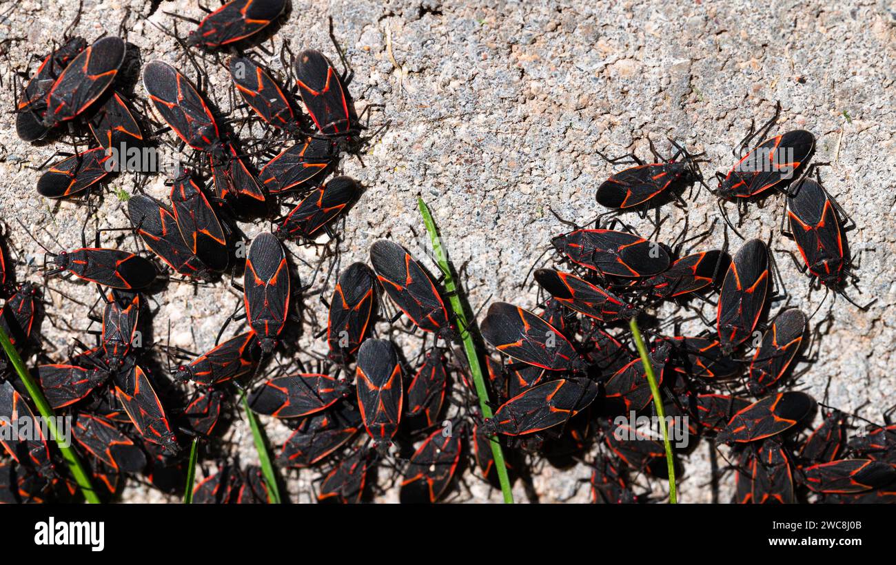 Boise trivittata hi-res stock photography and images - Alamy