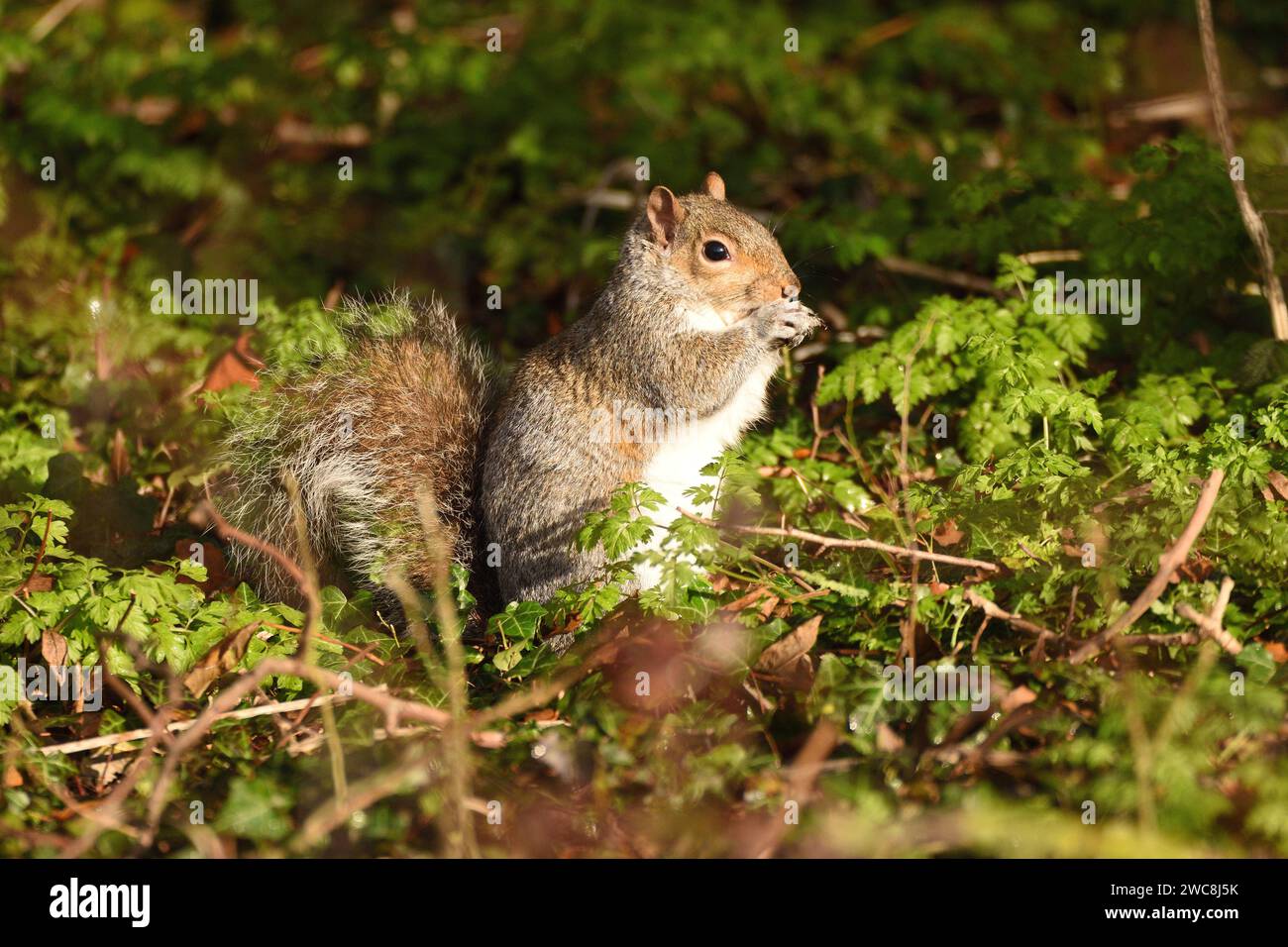Grey Squirrel feeding among weeds on the edge of woods. Essex, England ...