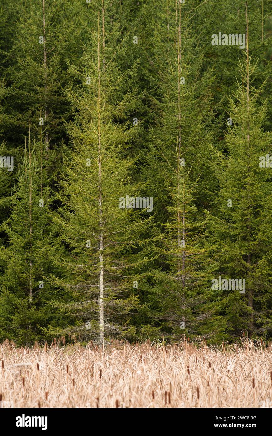 Pine trees in Tucker County, West Virginia Stock Photo - Alamy
