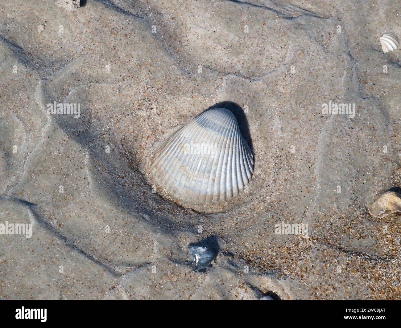 Clam shell large hi-res stock photography and images - Alamy