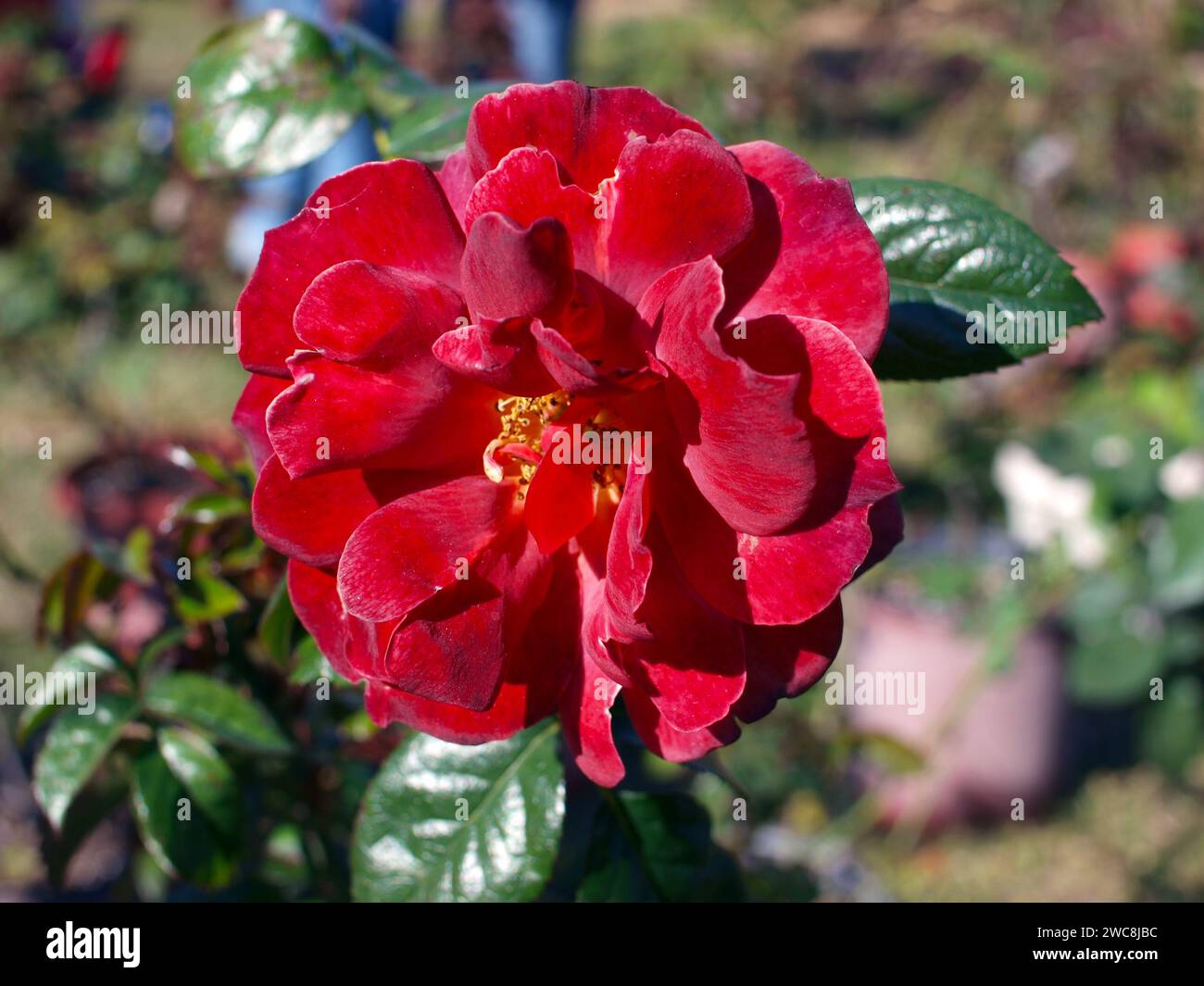 Red flower of Japanese Camellia (Camellia japonica Stock Photo - Alamy