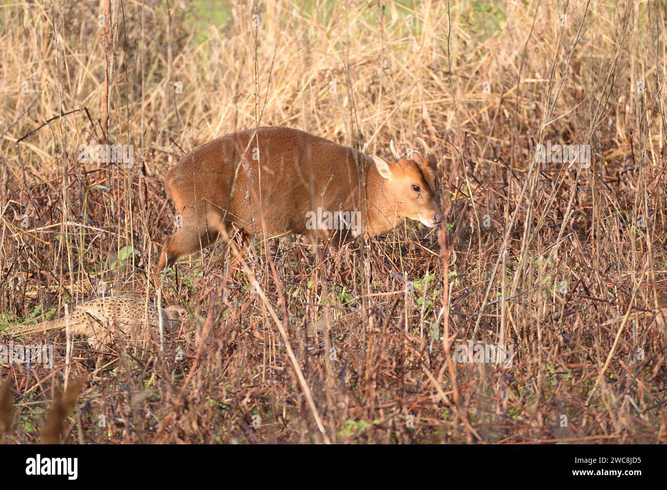 Muntjac deer feeding in winter with a nearby common pheasant. Essex ...