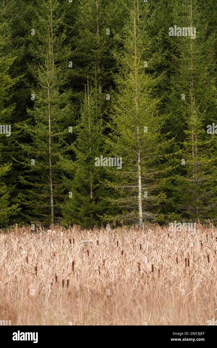 Pine trees and cattails in Tucker County, West Virginia Stock Photo - Alamy