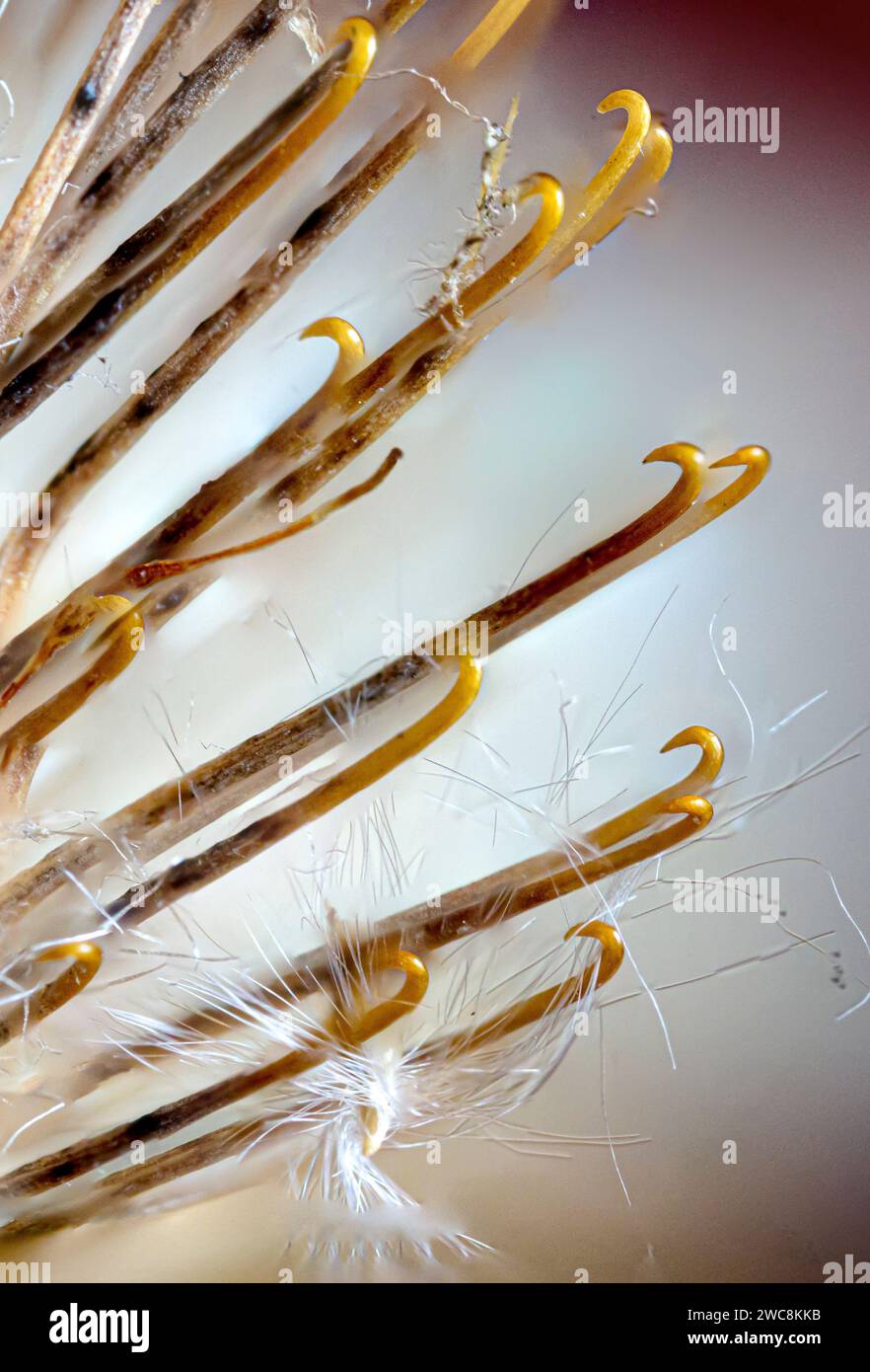 Burr plant hi-res stock photography and images - Alamy