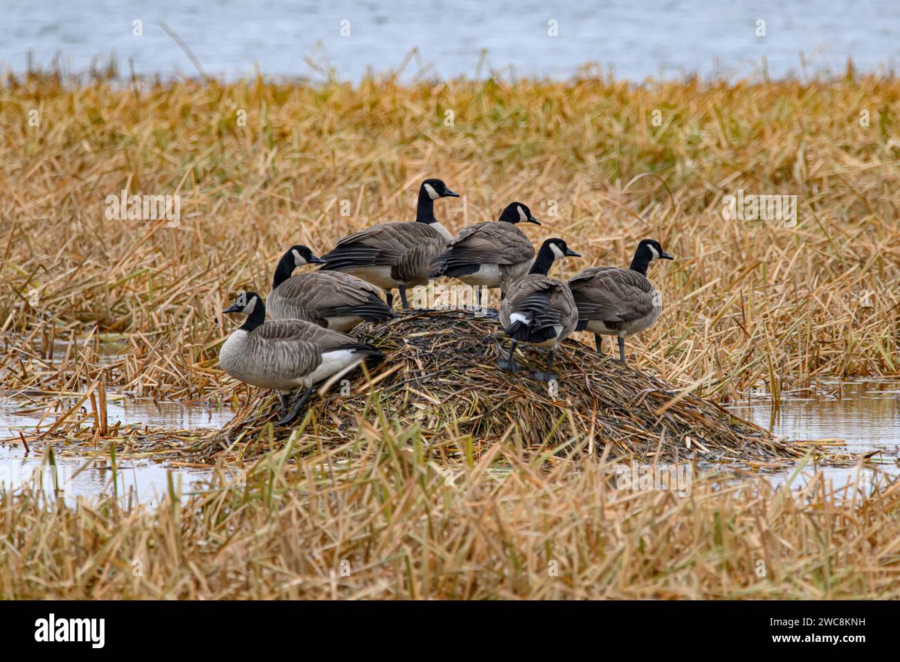 Ohio marsh hi-res stock photography and images - Alamy