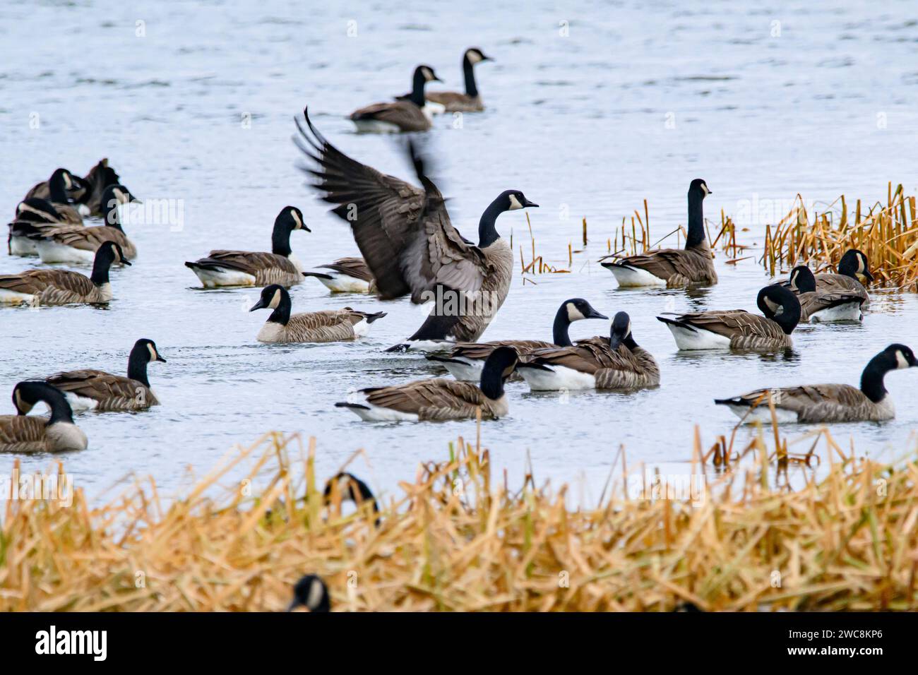 Marsh geese hi-res stock photography and images - Alamy
