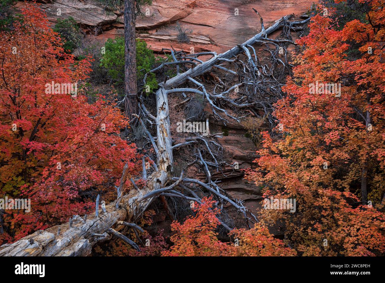 Shattered pine snag and bigtooth maples in the Clear Creek section of ...