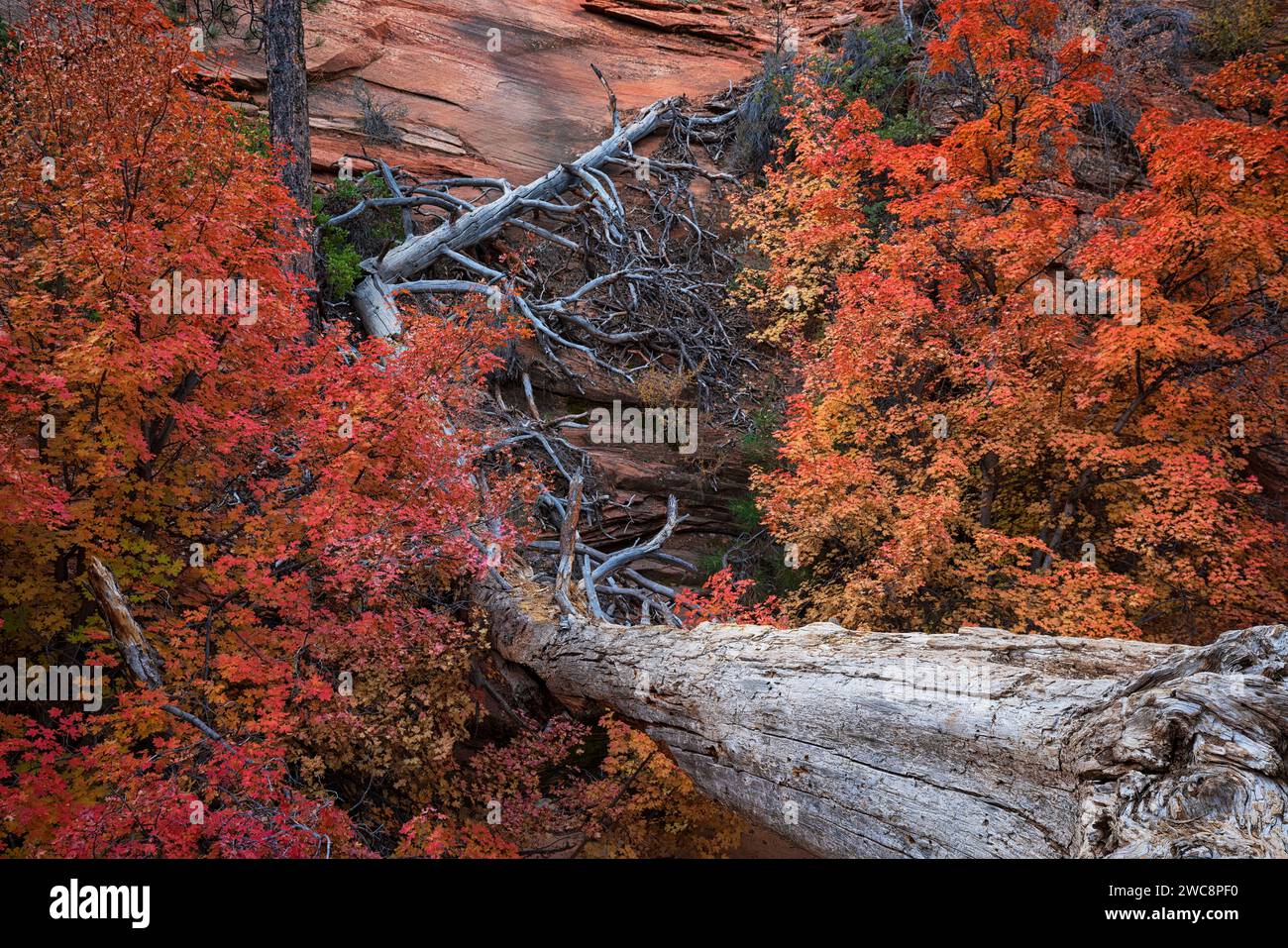 Shattered pine snag and bigtooth maples in the Clear Creek section of ...