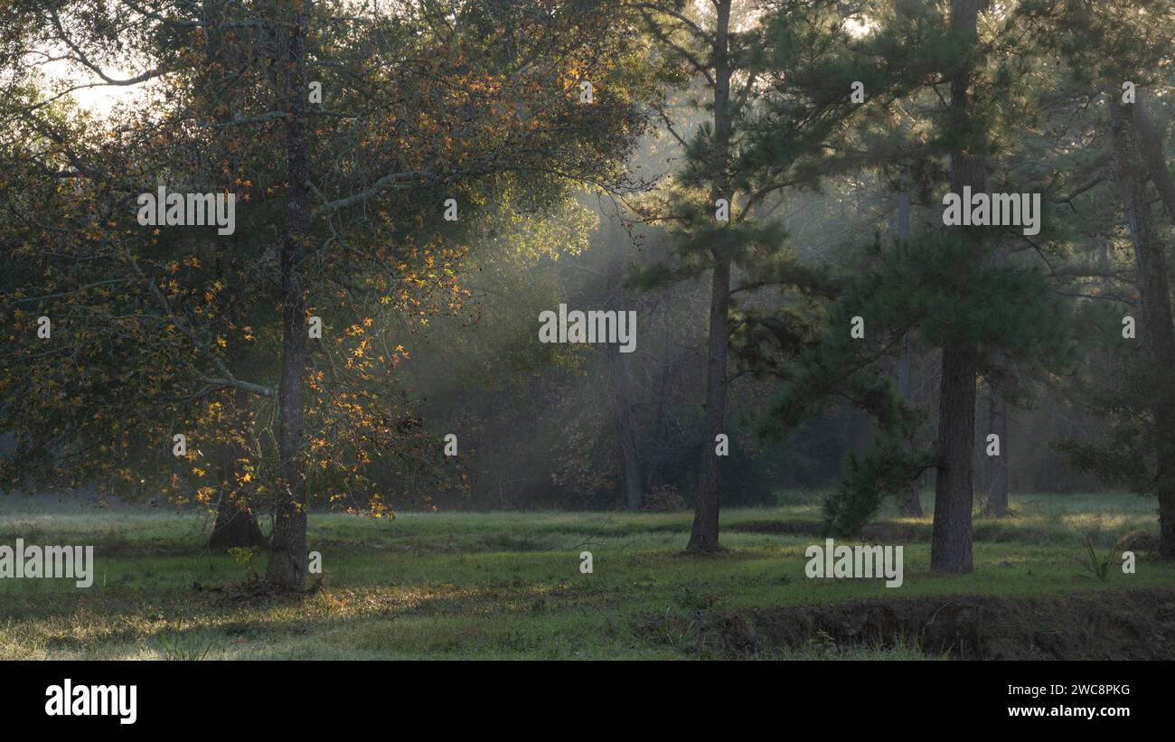 Beam of light grass hi-res stock photography and images - Alamy