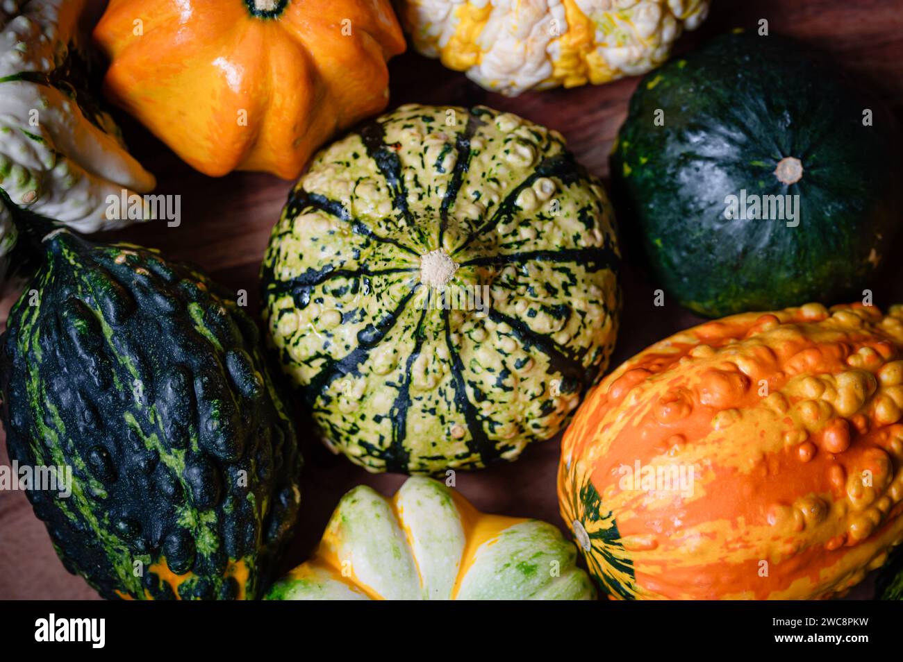 Frame full of a variety of gourds Stock Photo - Alamy