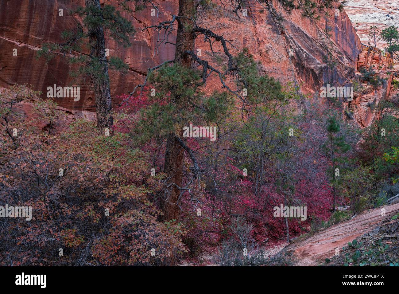 Majestic ponderosa pines and bigtooth maples during autumn in Zion ...