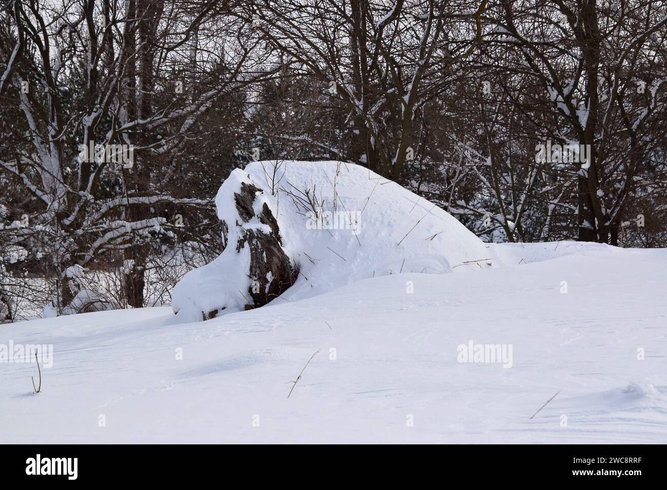 Tree stump covered with snow hi-res stock photography and images - Alamy