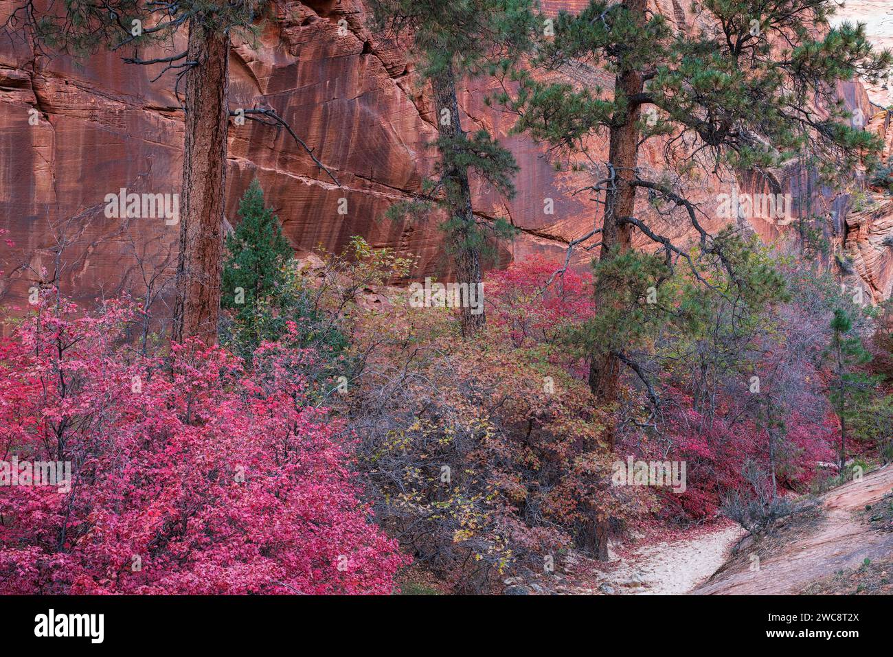 Majestic ponderosa pines and bigtooth maples during autumn in Zion ...