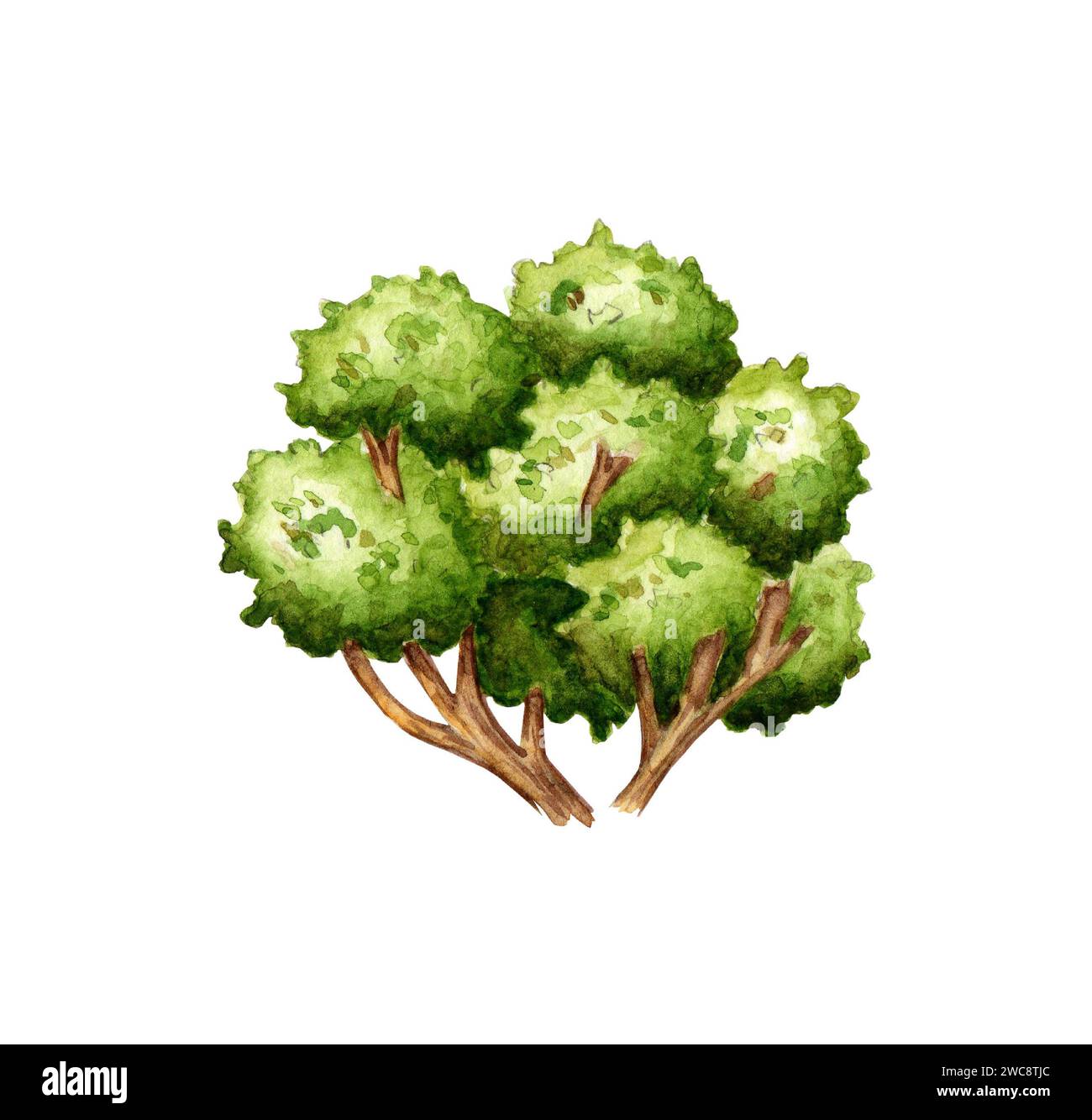 Watercolor illustration of green lush bush. Element of natural bush ...