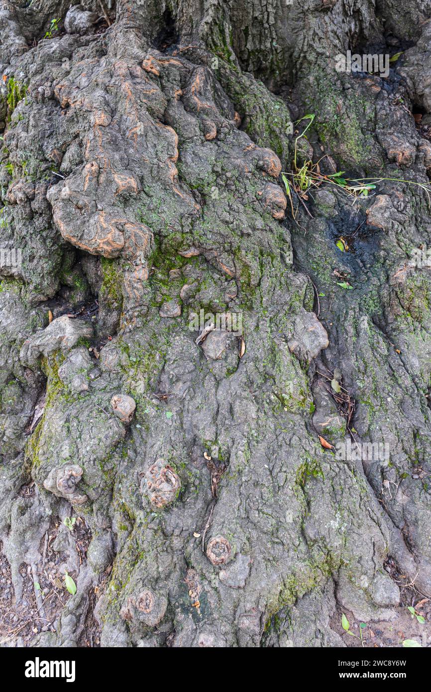 Closeup shows aged, weathered, knobby tree bark on a very old hardwood ...