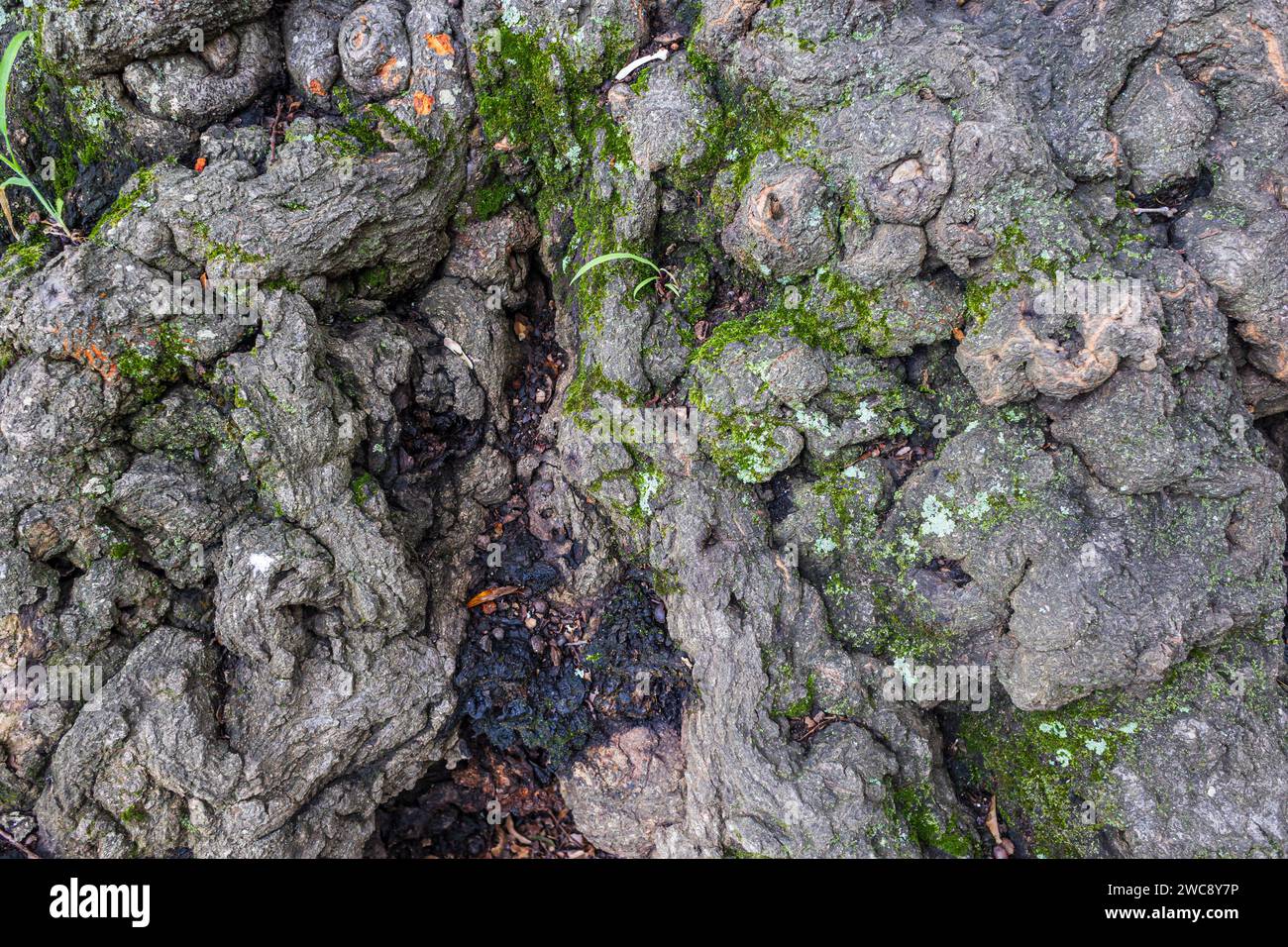 Knobby tree hi-res stock photography and images - Alamy