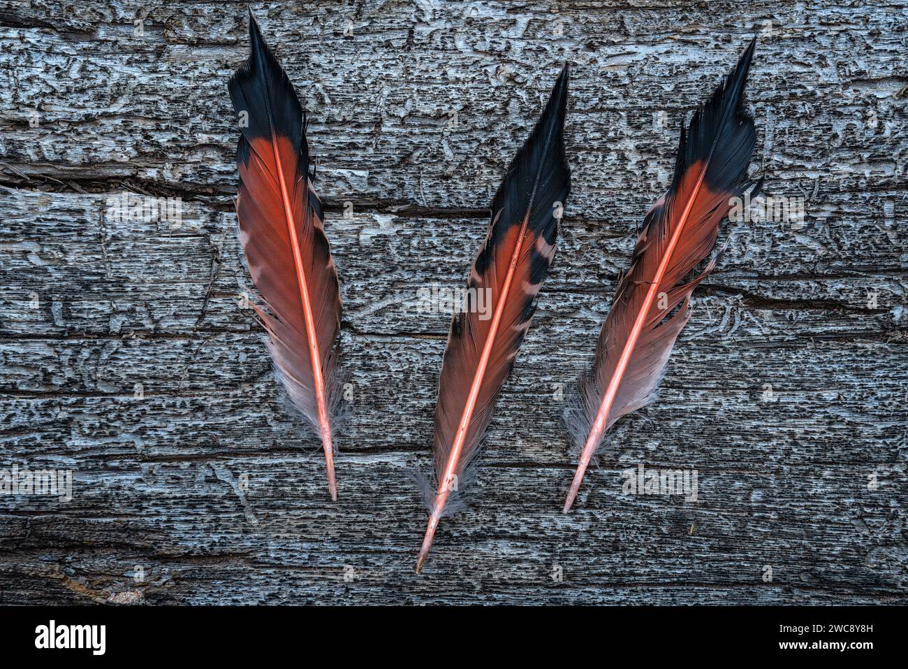 Zion fauna hi-res stock photography and images - Alamy