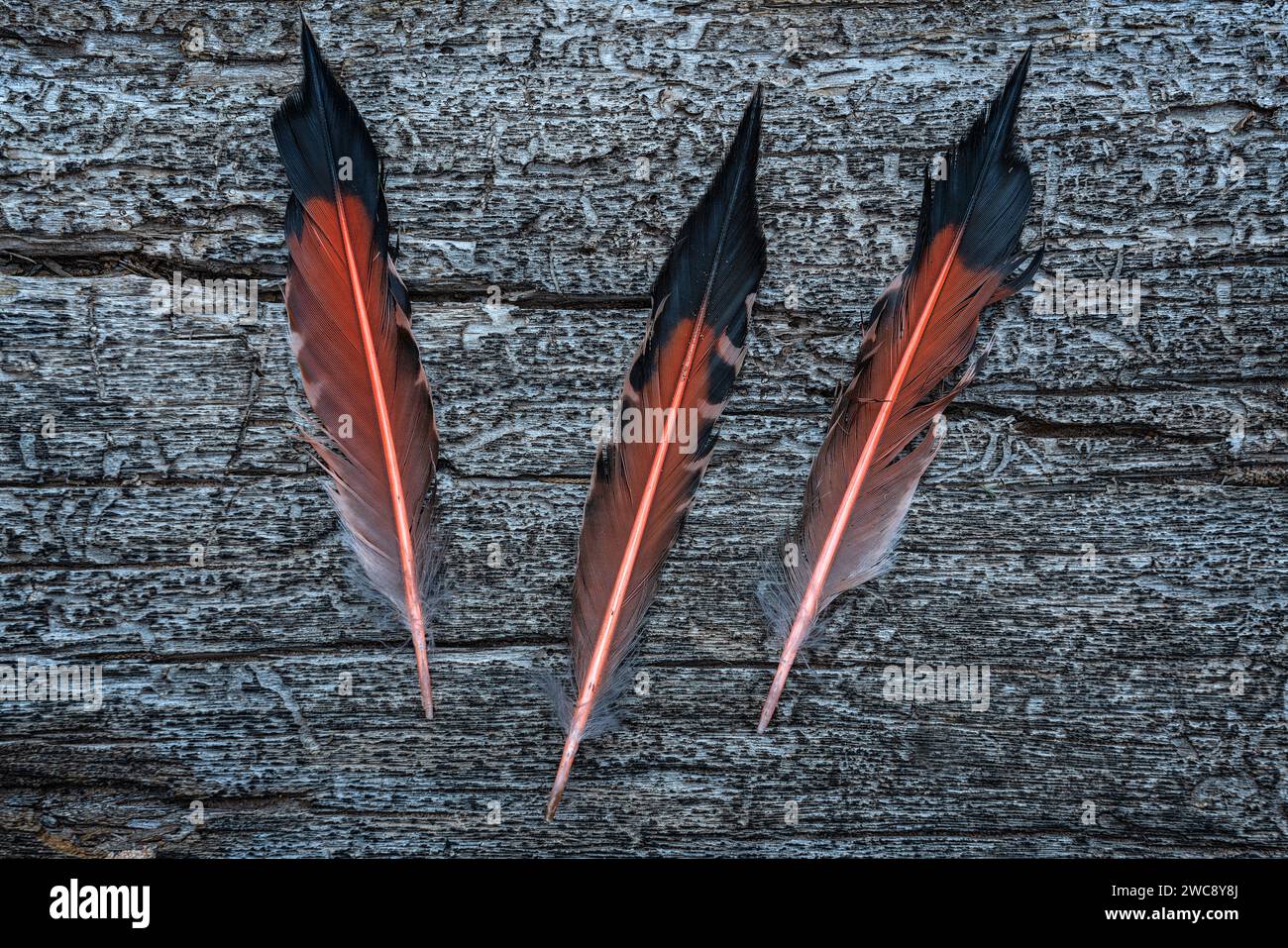 Beautiful Northern Flicker tail feathers observed trailside in Zion ...