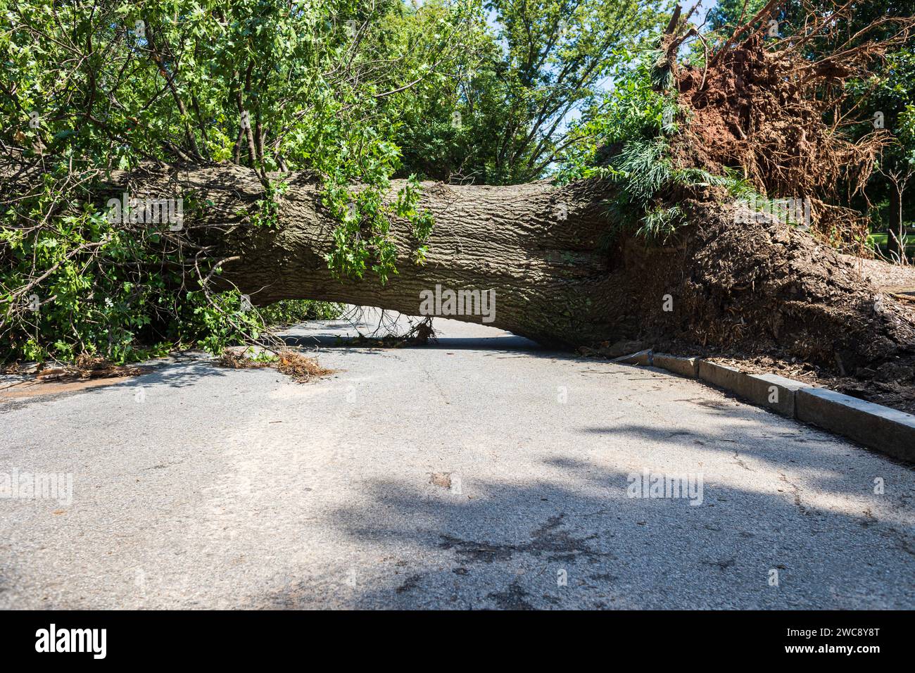 A giant old hardwood tree lays fallen across a walking path in an ...