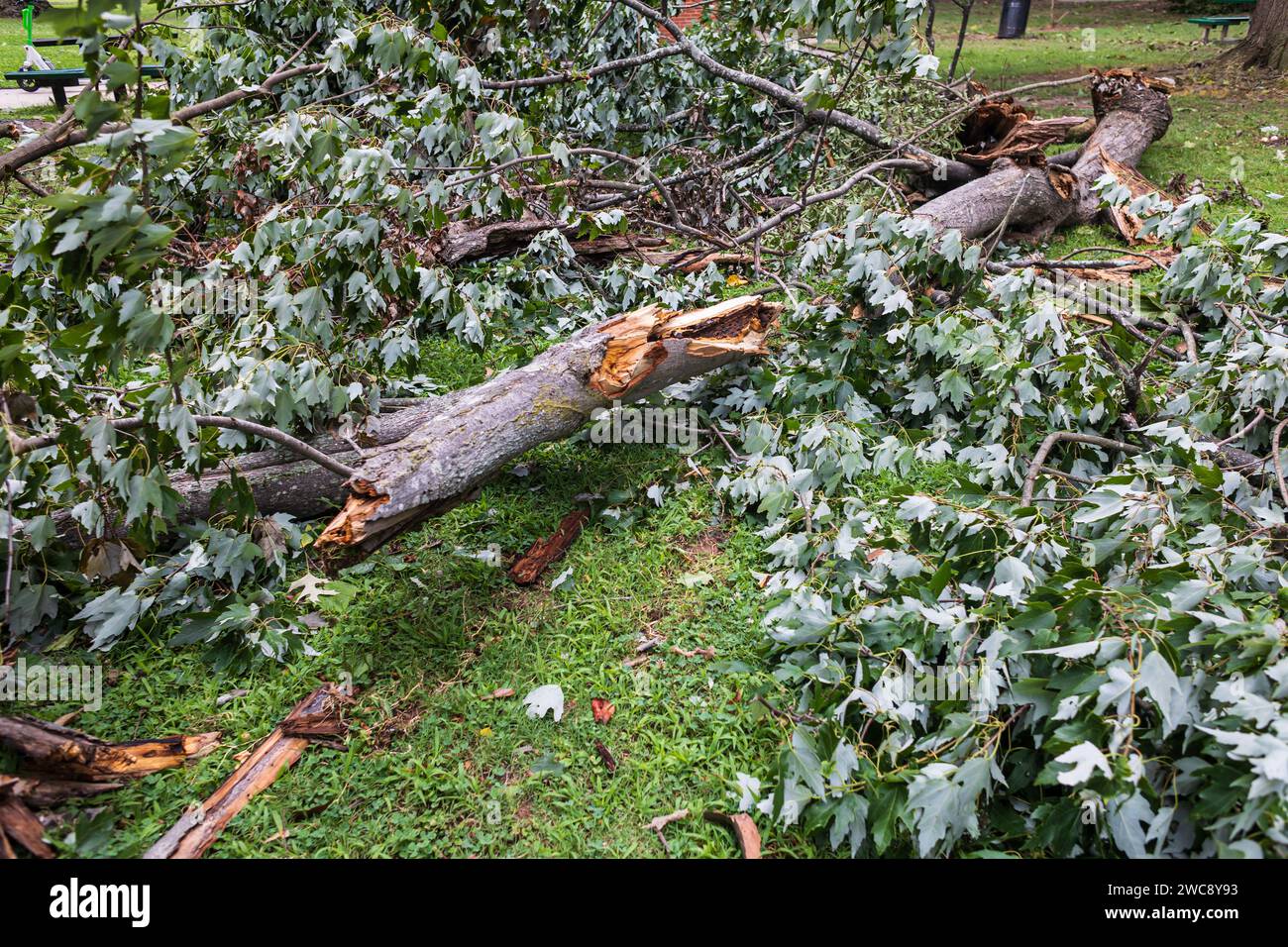 A large branch from a hardwood tree lies in pieces on the ground after ...