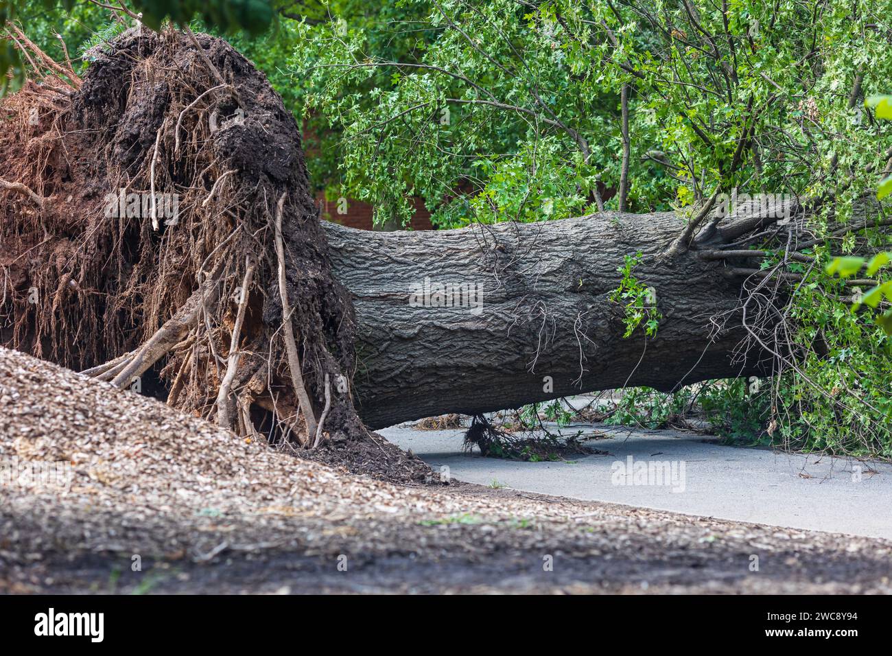 A mammoth old hardwood tree lays fallen and uprooted across a walking ...
