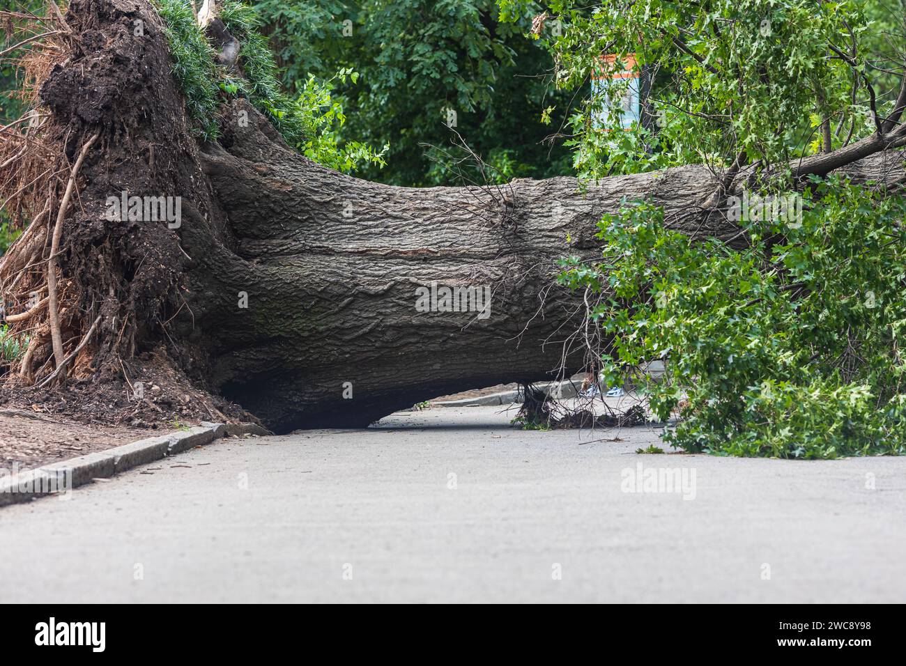 A massive old hardwood tree lays fallen across a walking path in an ...