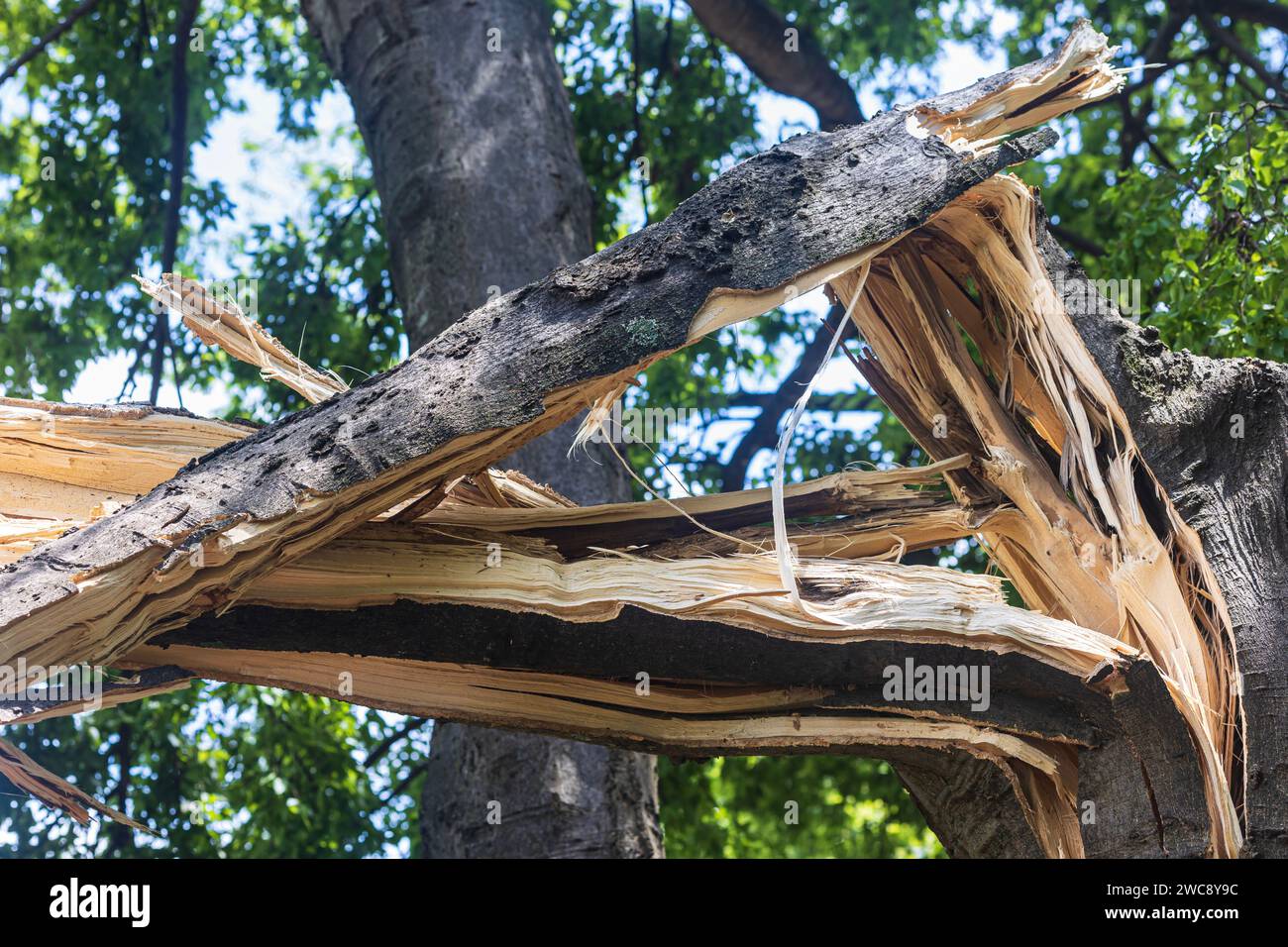 A tree branch is splintered and shredded after a severe storm hit an ...