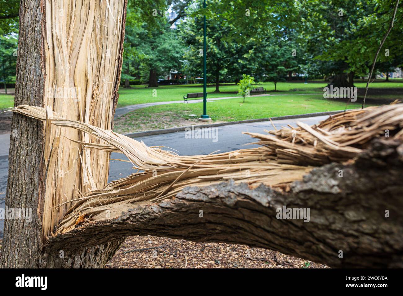 A tree trunk is splintered in half after a severe storm hit an Atlanta ...