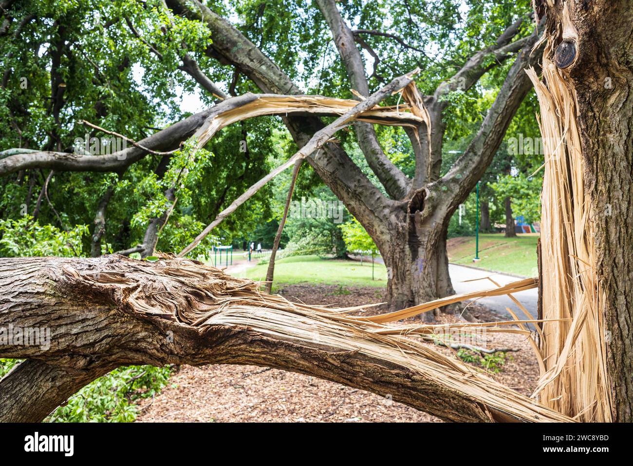 Two trees are splintered in half after a severe storm hit an Atlanta ...