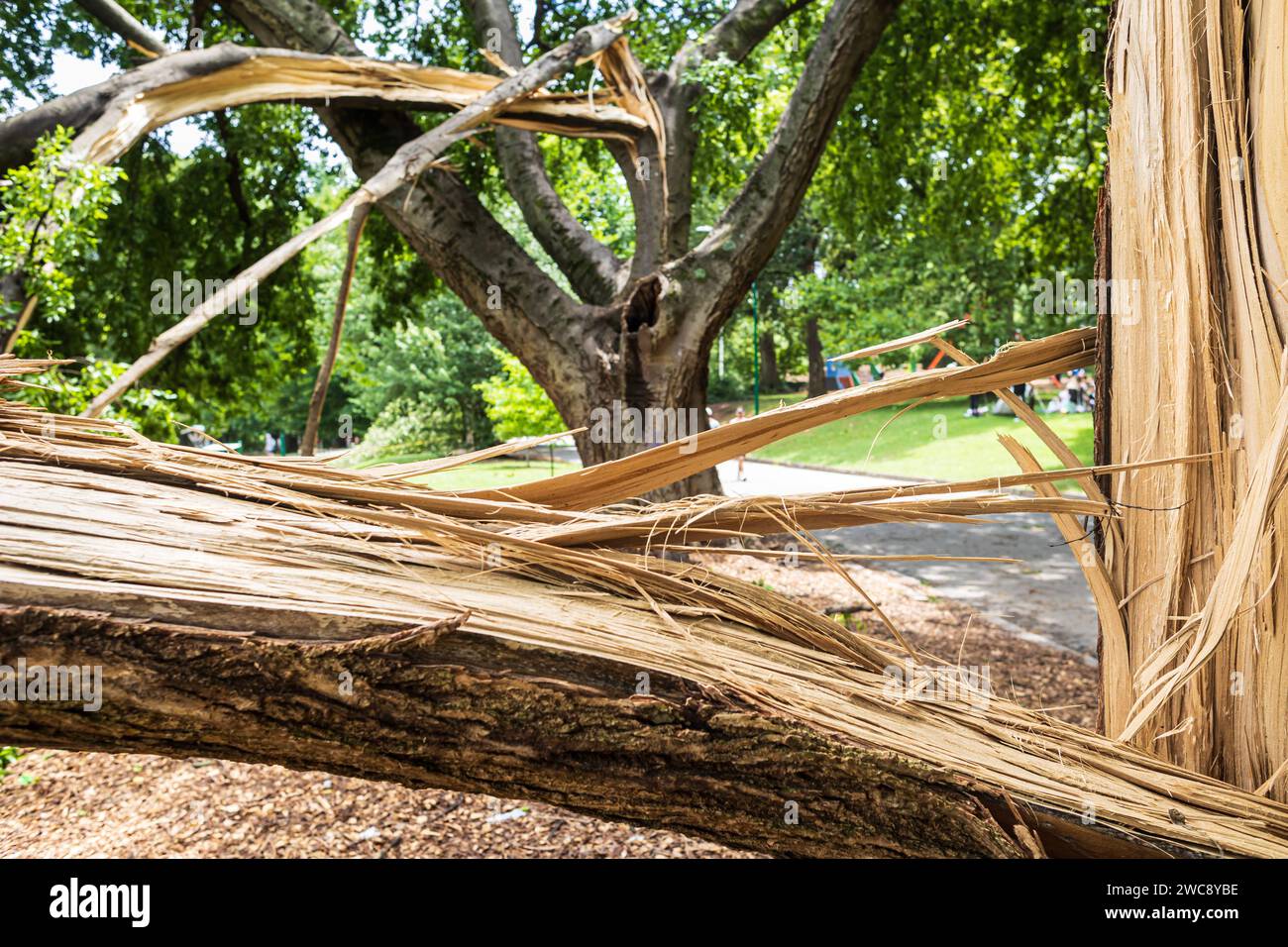Two trees are splintered in half after a severe storm hit an Atlanta ...