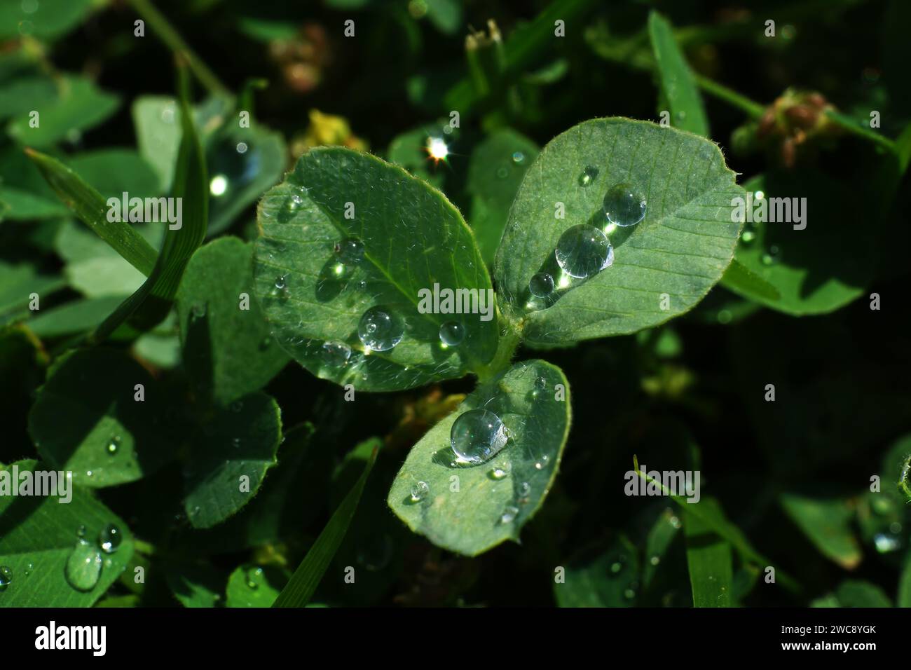 Green grass background nature field leaves plant sun hi-res stock ...