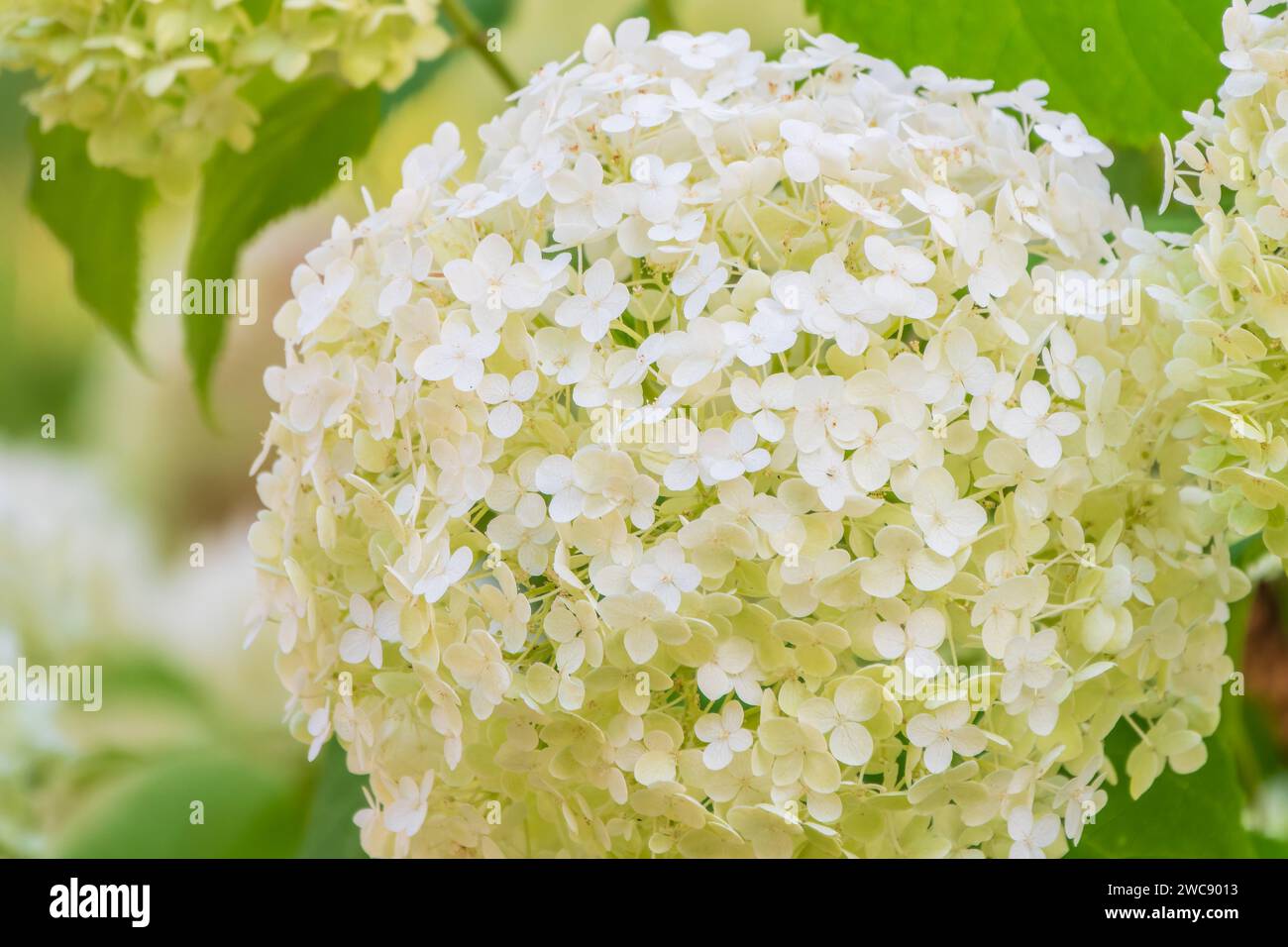 Lush white and yellow hydrangea flowers in summer. White and yellow ...