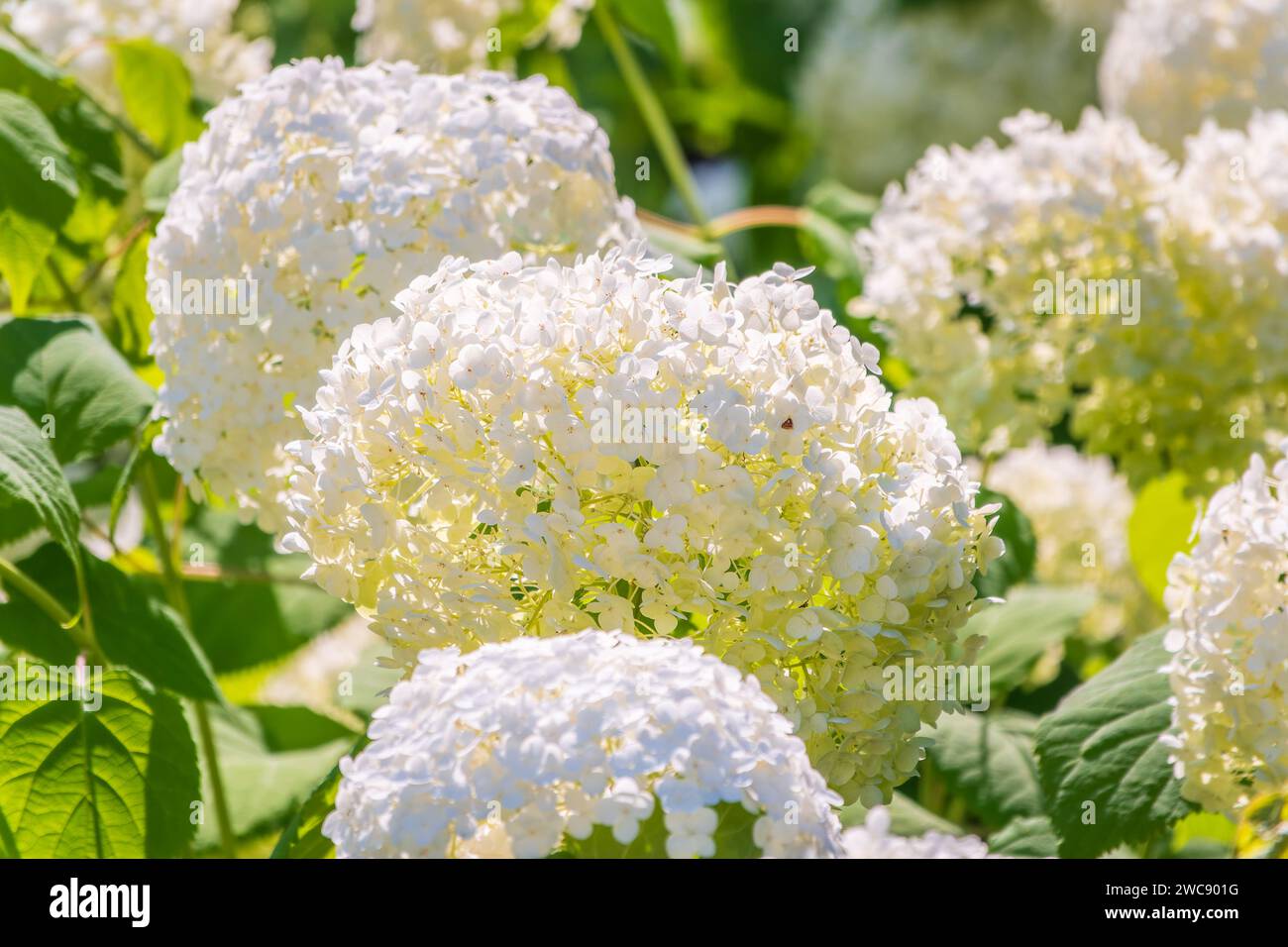 Lush white and yellow hydrangea flowers in summer. White and yellow ...