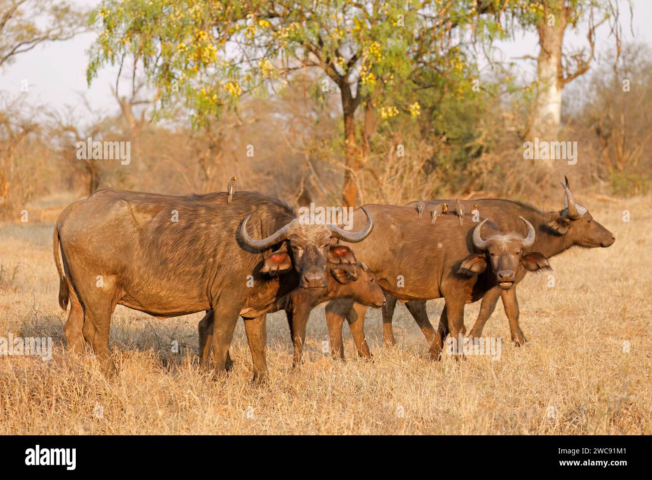 Family group of African buffaloes (Syncerus caffer), Kruger National ...
