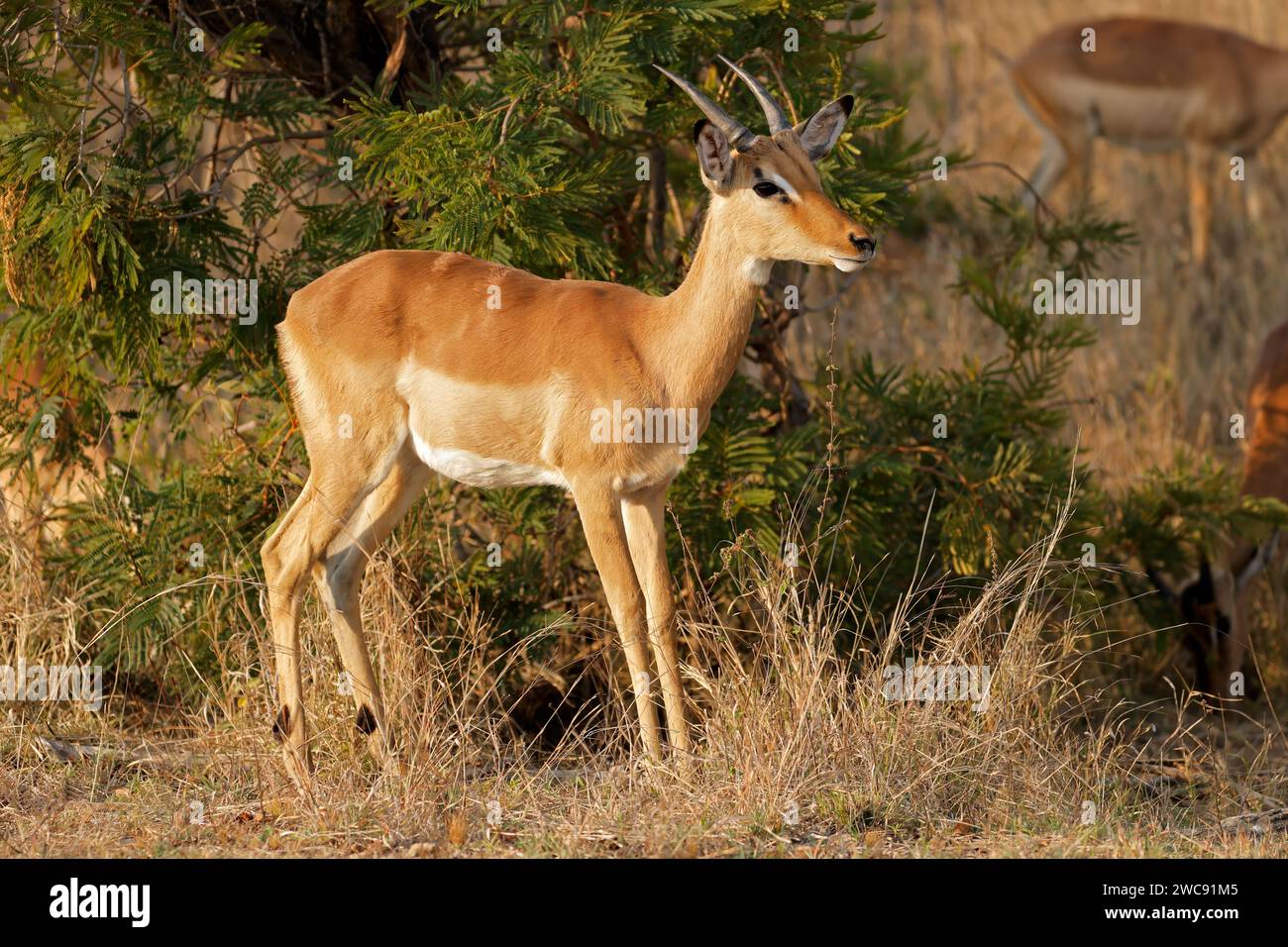 Young impala in kruger hi-res stock photography and images - Alamy