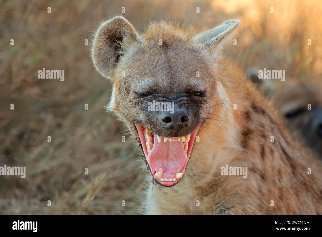 Portrait of a snarling spotted hyena (Crocuta crocuta), Kruger National Park, South Africa Stock ...