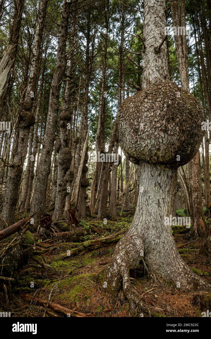 WA25028-00...WASHINGTON - Large burls on Sitka spruce trees on the ...