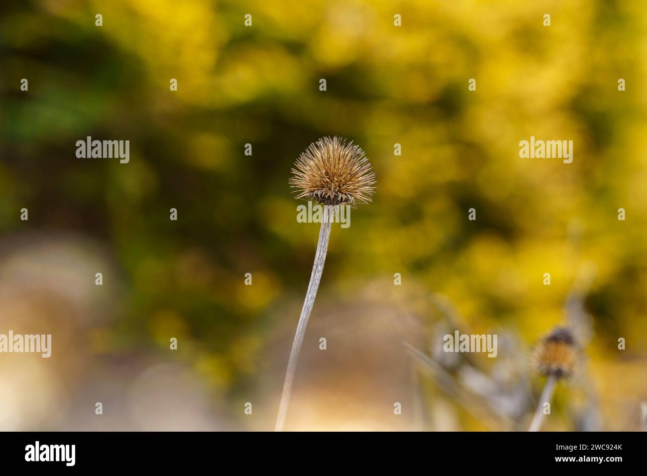 Fall Foliage in the Smokey Mountains Stock Photo - Alamy