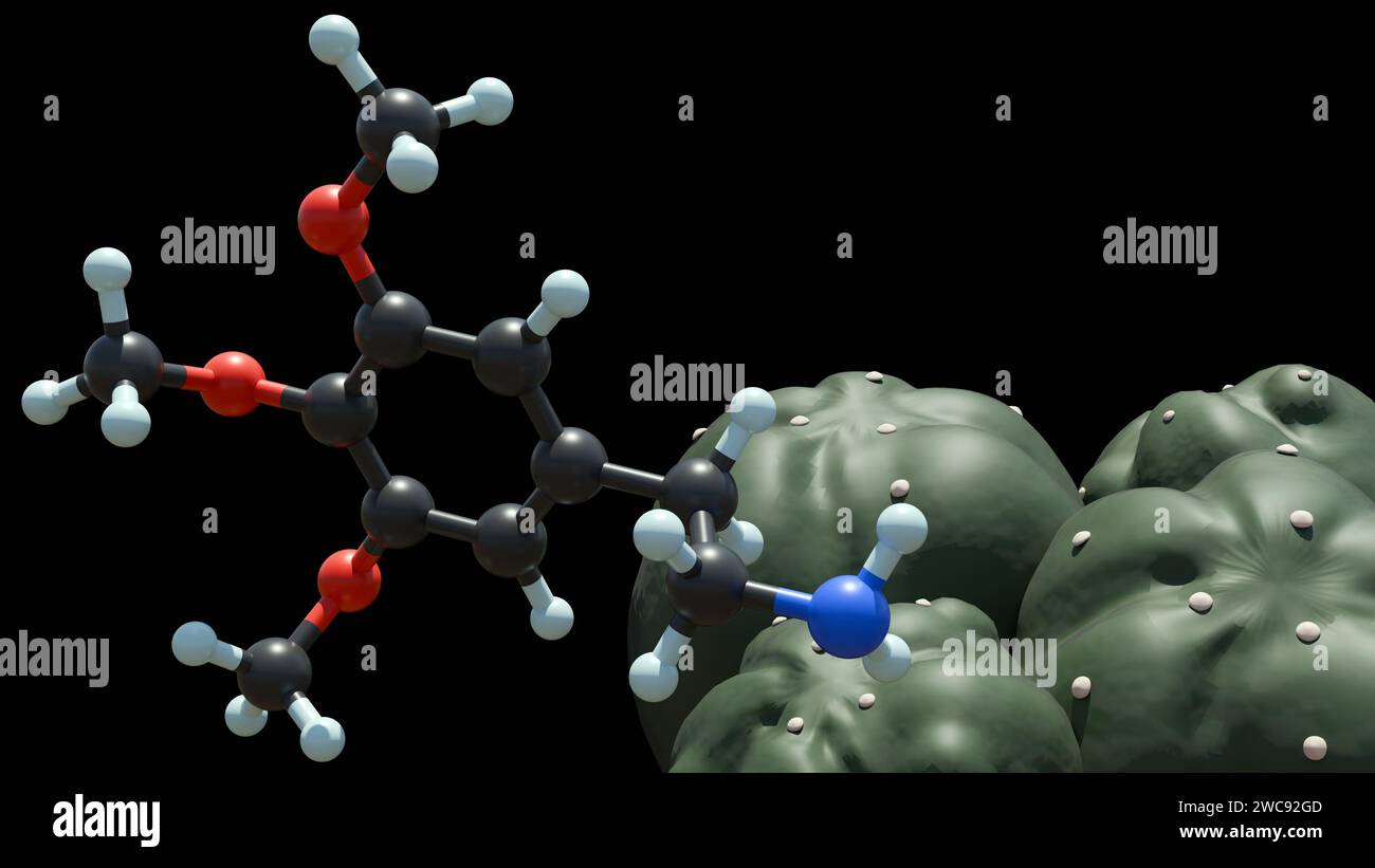 3D rendering depicts a peyote cactus, Lophophora williamsii, and its ...