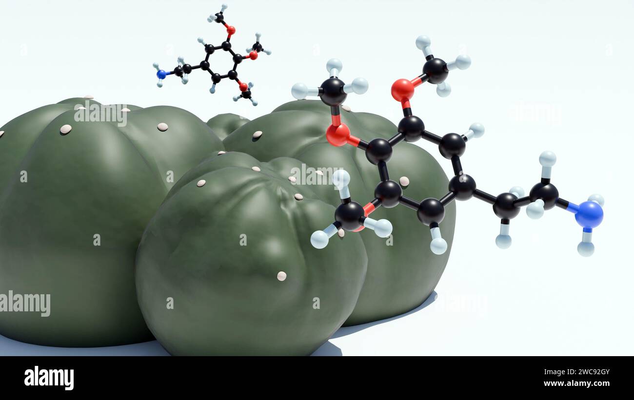 3D rendering depicts a peyote cactus, Lophophora williamsii, and its ...