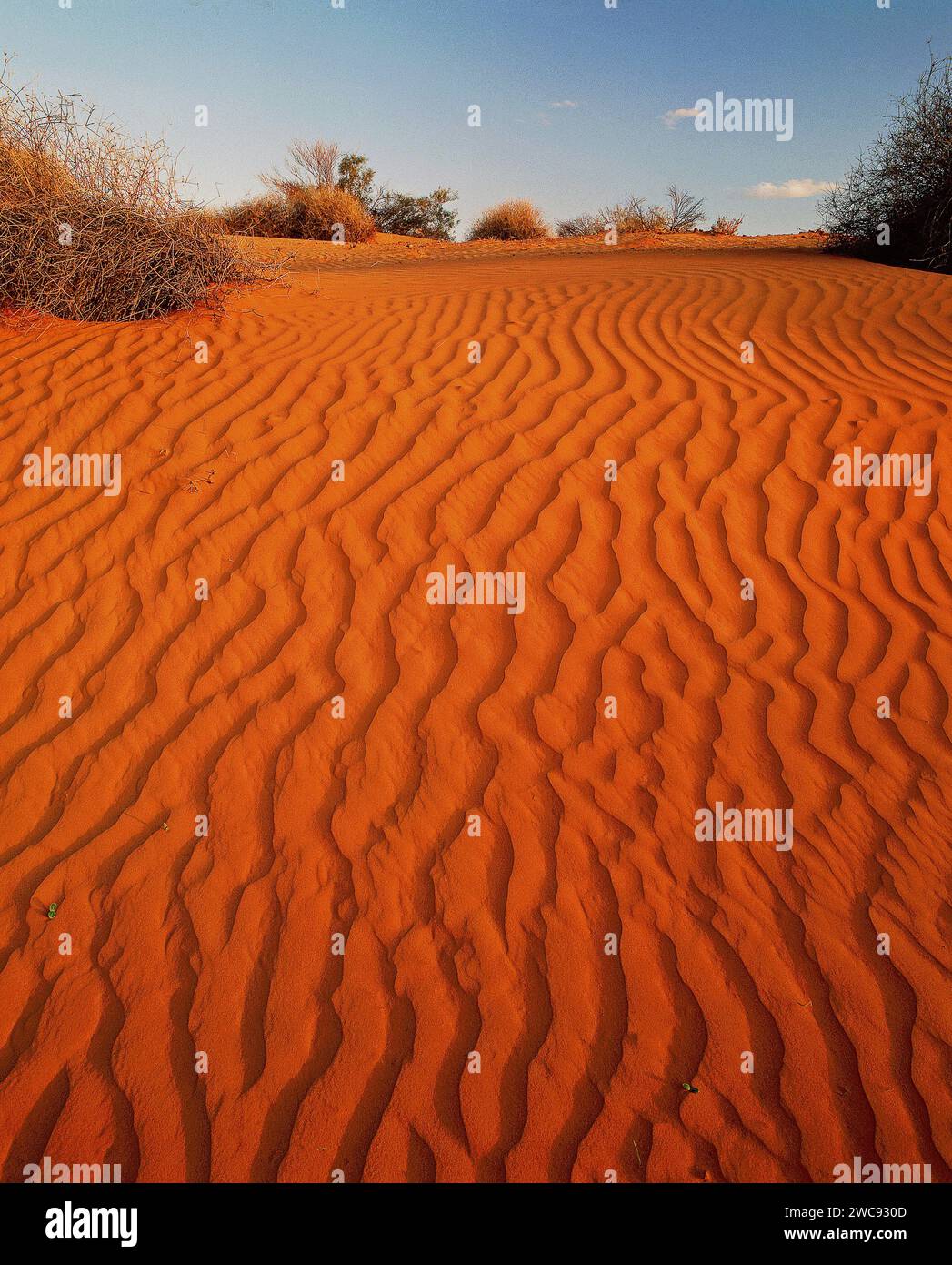 SIMPSON DESERT, CENTRAL AUSTRALIA Stock Photo - Alamy