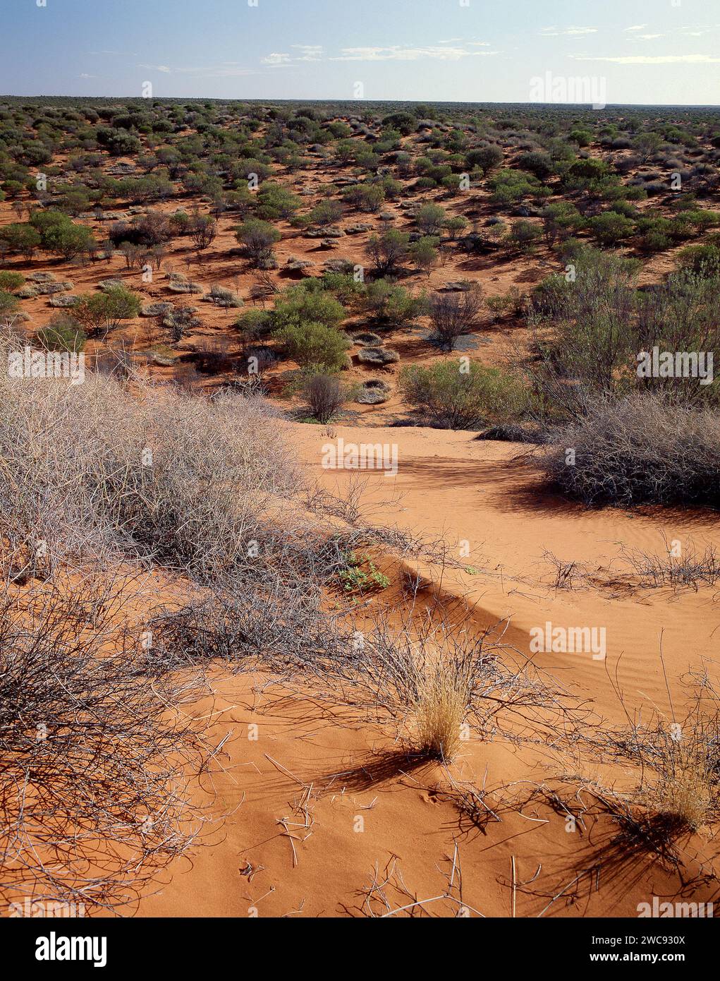 SIMPSON DESERT, CENTRAL AUSTRALIA Stock Photo - Alamy